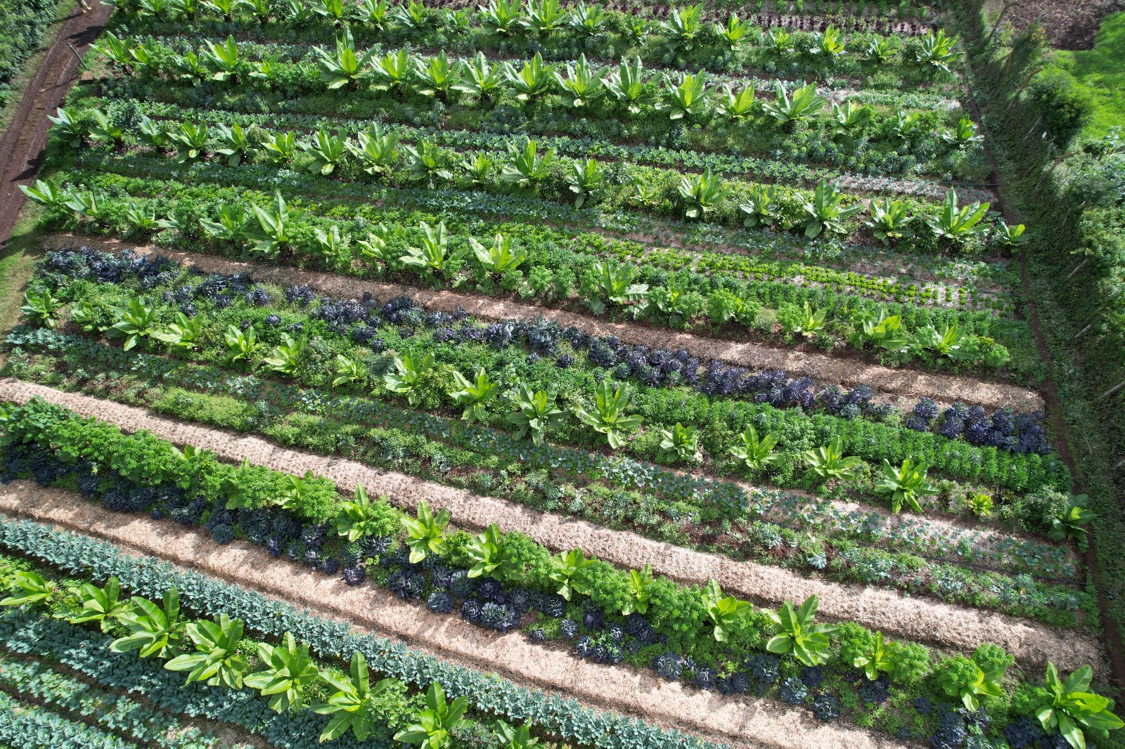 Sustainable Kenya